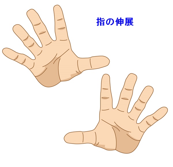 手指の動きとその構成の説明です。 神戸元町リリーフ整体院