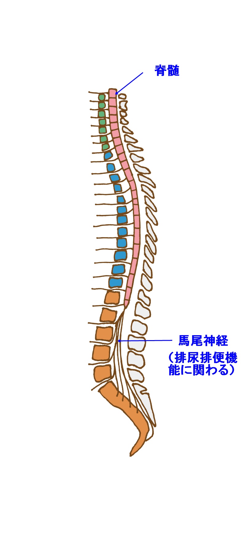 すべり症の説明です。 神戸元町リリーフ整体院